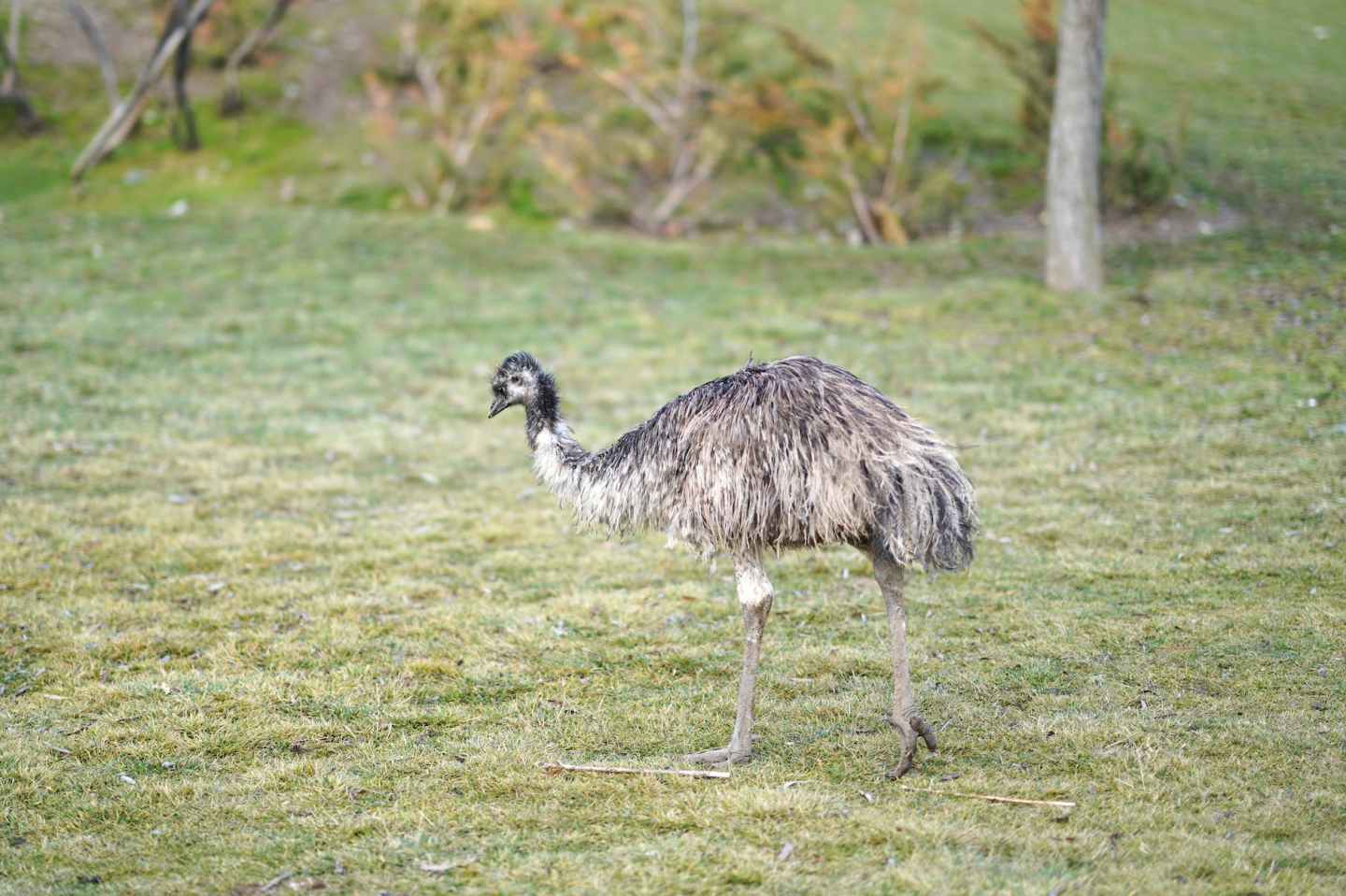Title: “The Great Emu War: Unravelling the Feathery Battlefield of ...